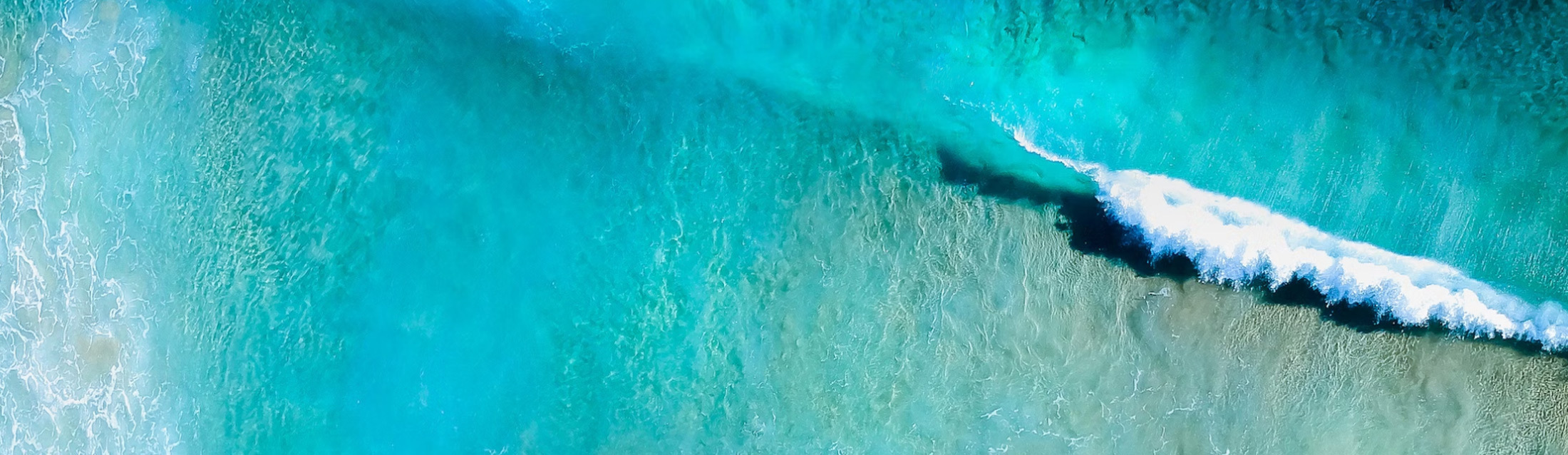 Leadership | Cole, Scott & Kissane, P.A.